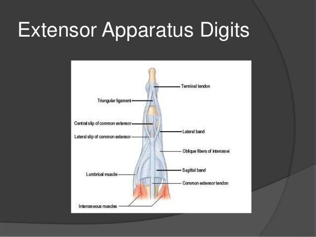 Extensor apparatus of hand injuries