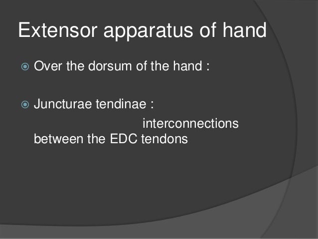 Extensor apparatus of hand injuries