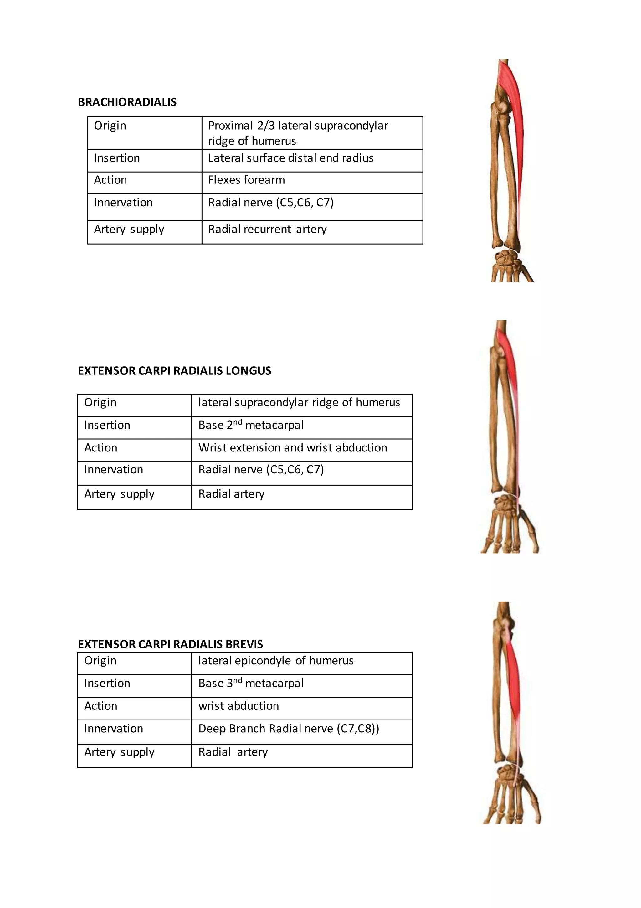 Extensor compartement | DOCX