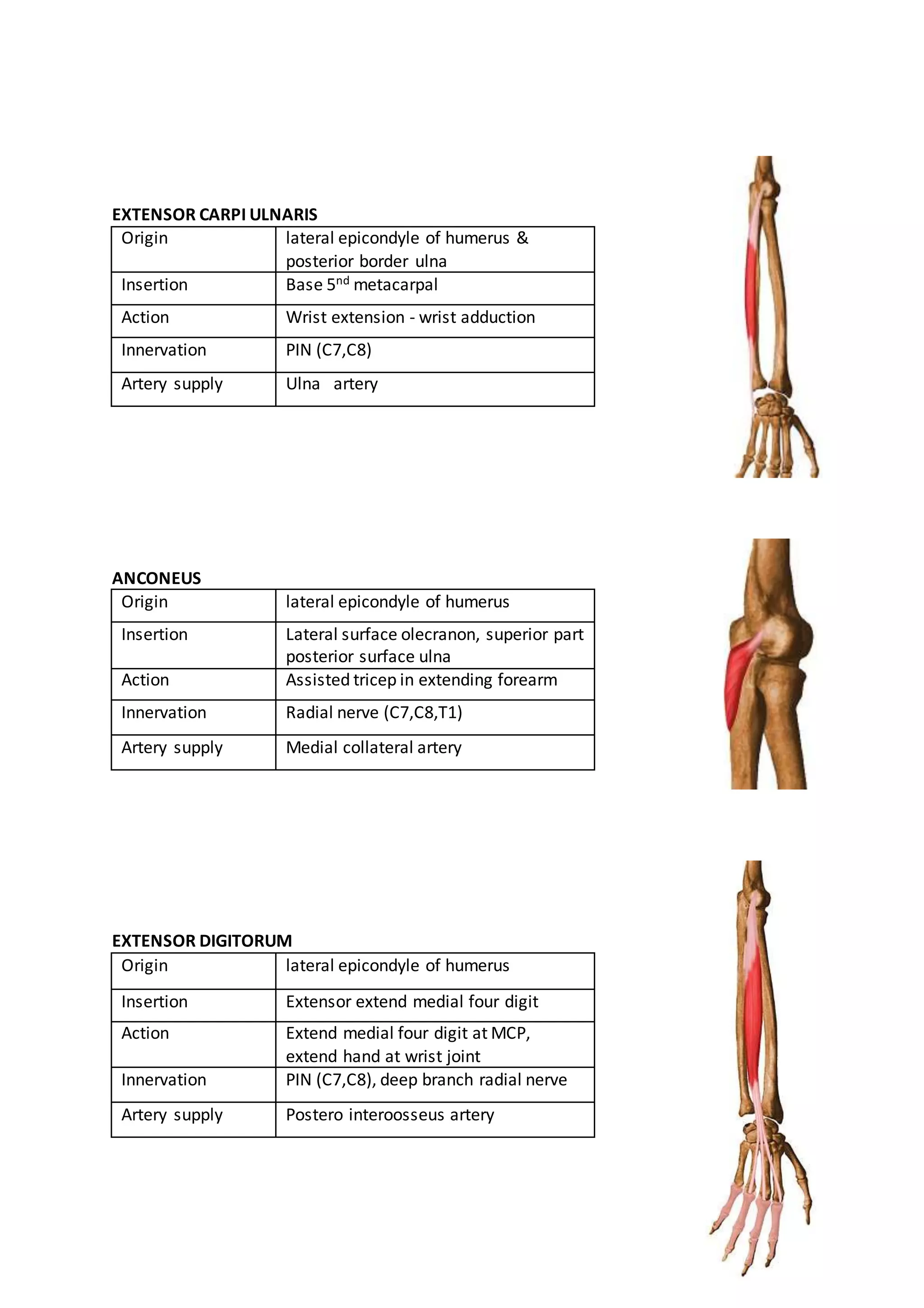 Extensor compartement | DOCX