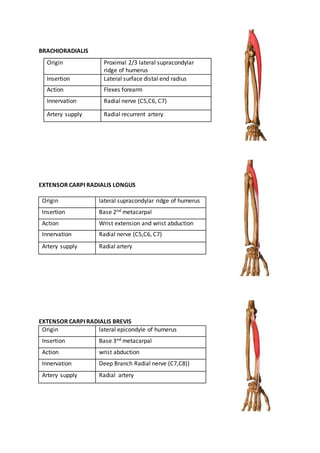 Extensor compartement | DOCX
