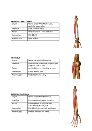 Extensor compartement | DOCX