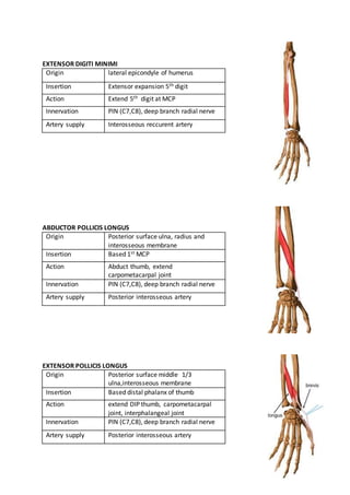 Extensor compartement | DOCX