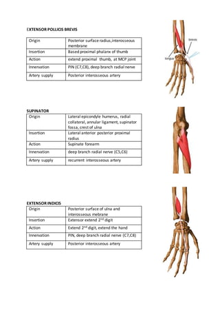 Extensor compartement | DOCX