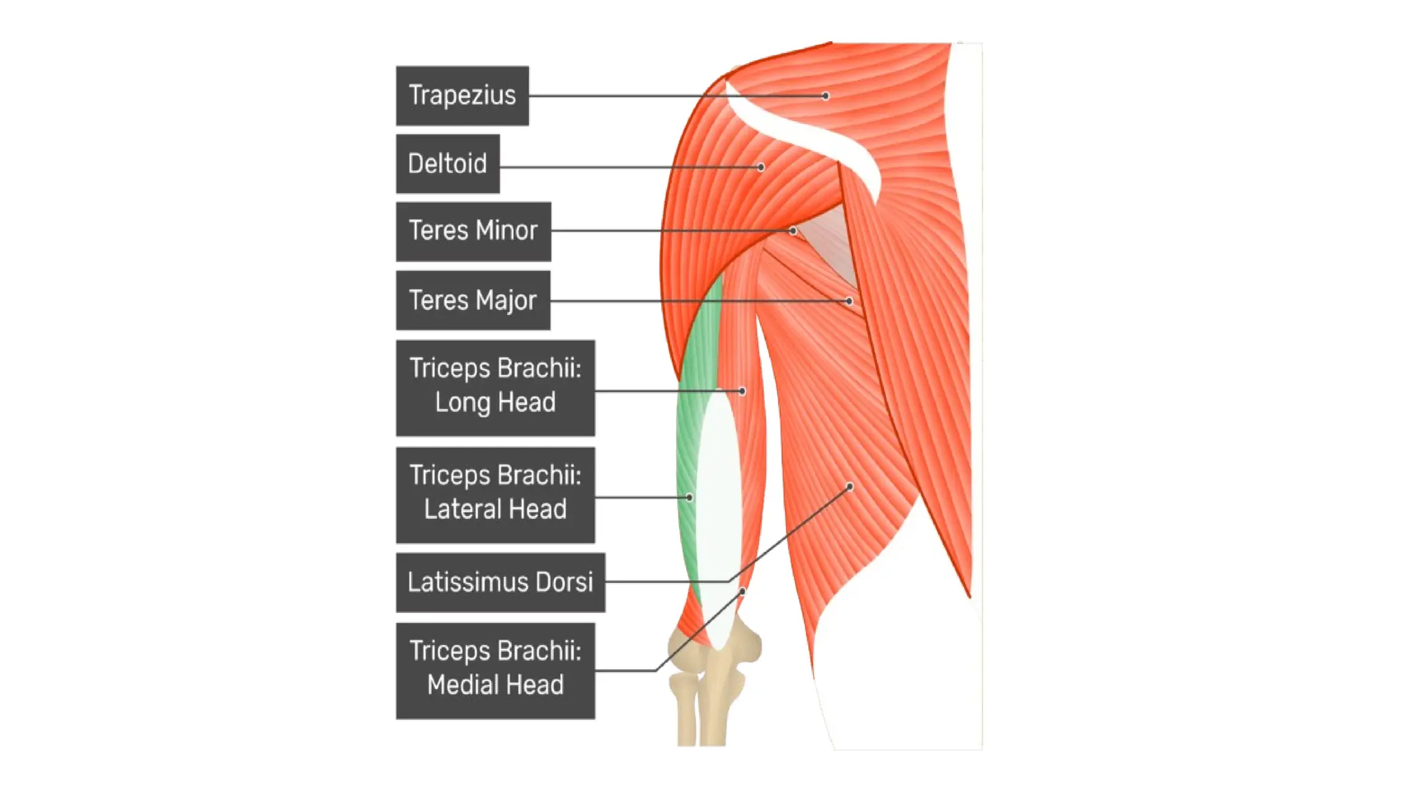 Posterior compartment offorearm and arm with .pptx