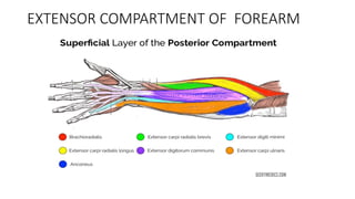 Posterior compartment offorearm and arm with .pptx