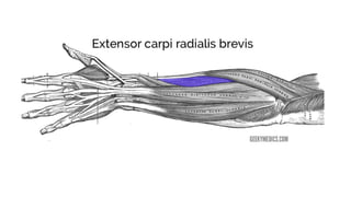 Posterior compartment offorearm and arm with .pptx