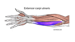 Posterior compartment offorearm and arm with .pptx
