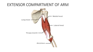 Posterior compartment offorearm and arm with .pptx