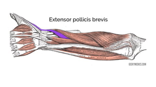 Posterior compartment offorearm and arm with .pptx