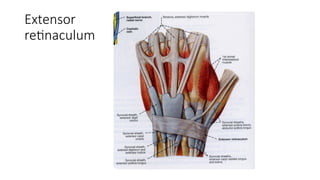 Posterior compartment offorearm and arm with .pptx