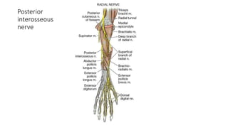 Posterior compartment offorearm and arm with .pptx
