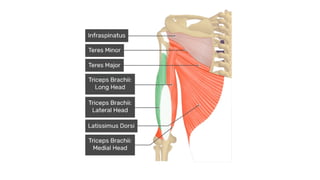 Posterior compartment offorearm and arm with .pptx