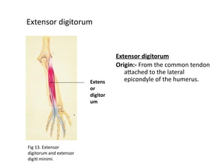 EXTENSOR OR ANTERIOR COMPARTMENT OF FOREARM.pptx