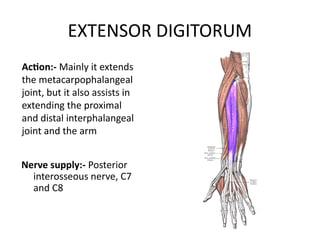 EXTENSOR OR ANTERIOR COMPARTMENT OF FOREARM.pptx
