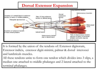EXTENSOR OR ANTERIOR COMPARTMENT OF FOREARM.pptx
