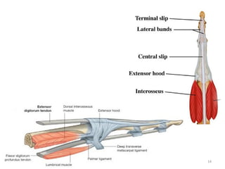 EXTENSOR OR ANTERIOR COMPARTMENT OF FOREARM.pptx