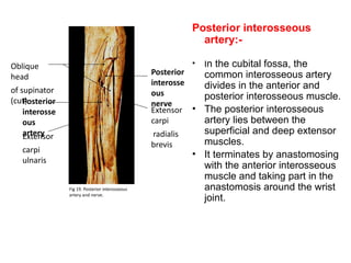 EXTENSOR OR ANTERIOR COMPARTMENT OF FOREARM.pptx