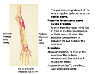 EXTENSOR OR ANTERIOR COMPARTMENT OF FOREARM.pptx