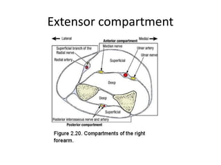 EXTENSOR OR ANTERIOR COMPARTMENT OF FOREARM.pptx