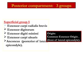 EXTENSOR OR ANTERIOR COMPARTMENT OF FOREARM.pptx