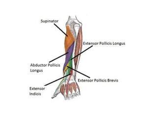 EXTENSOR OR ANTERIOR COMPARTMENT OF FOREARM.pptx