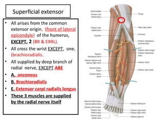 EXTENSOR OR ANTERIOR COMPARTMENT OF FOREARM.pptx
