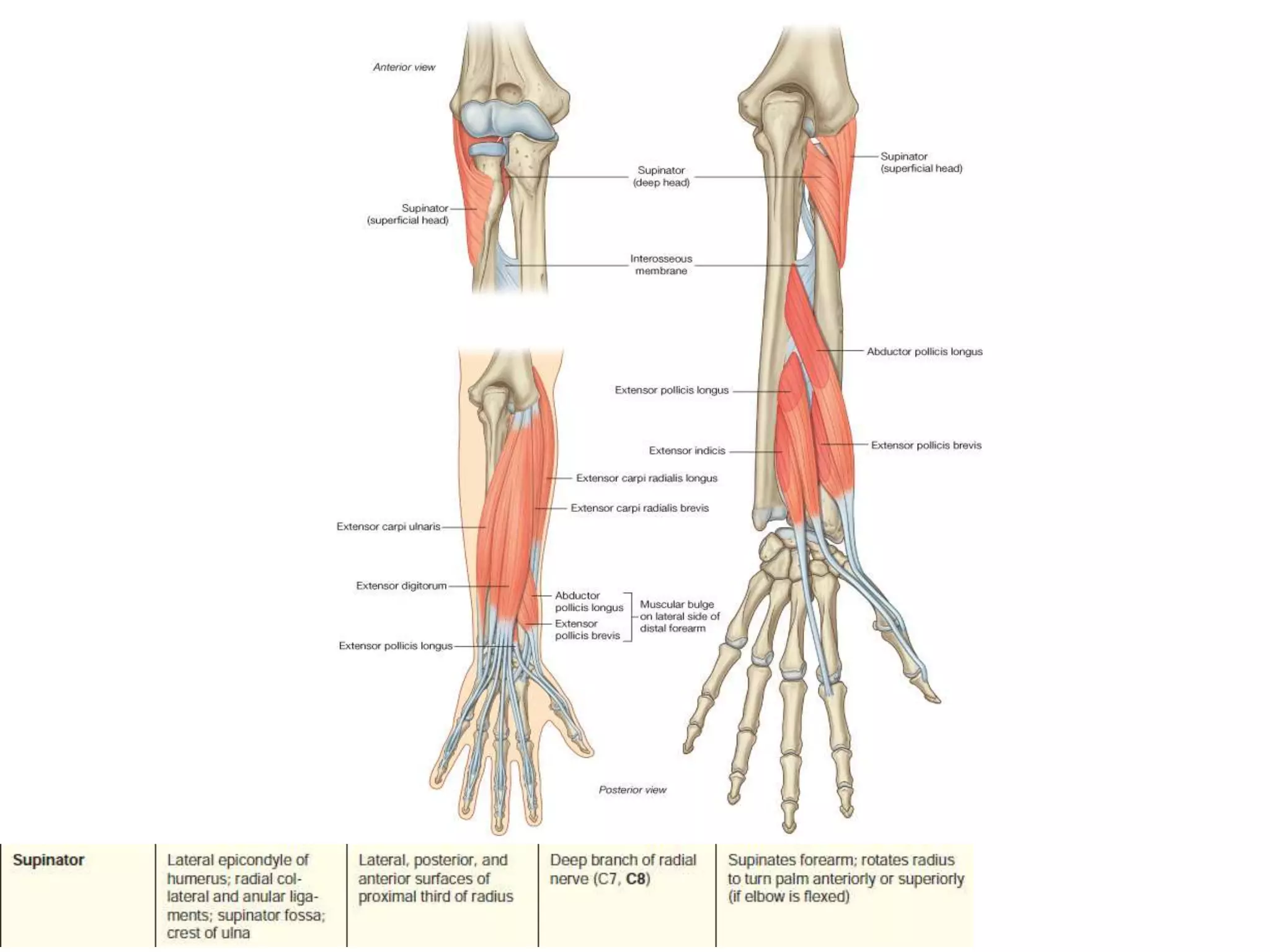 Extensor compartment of forearm (1).ppt