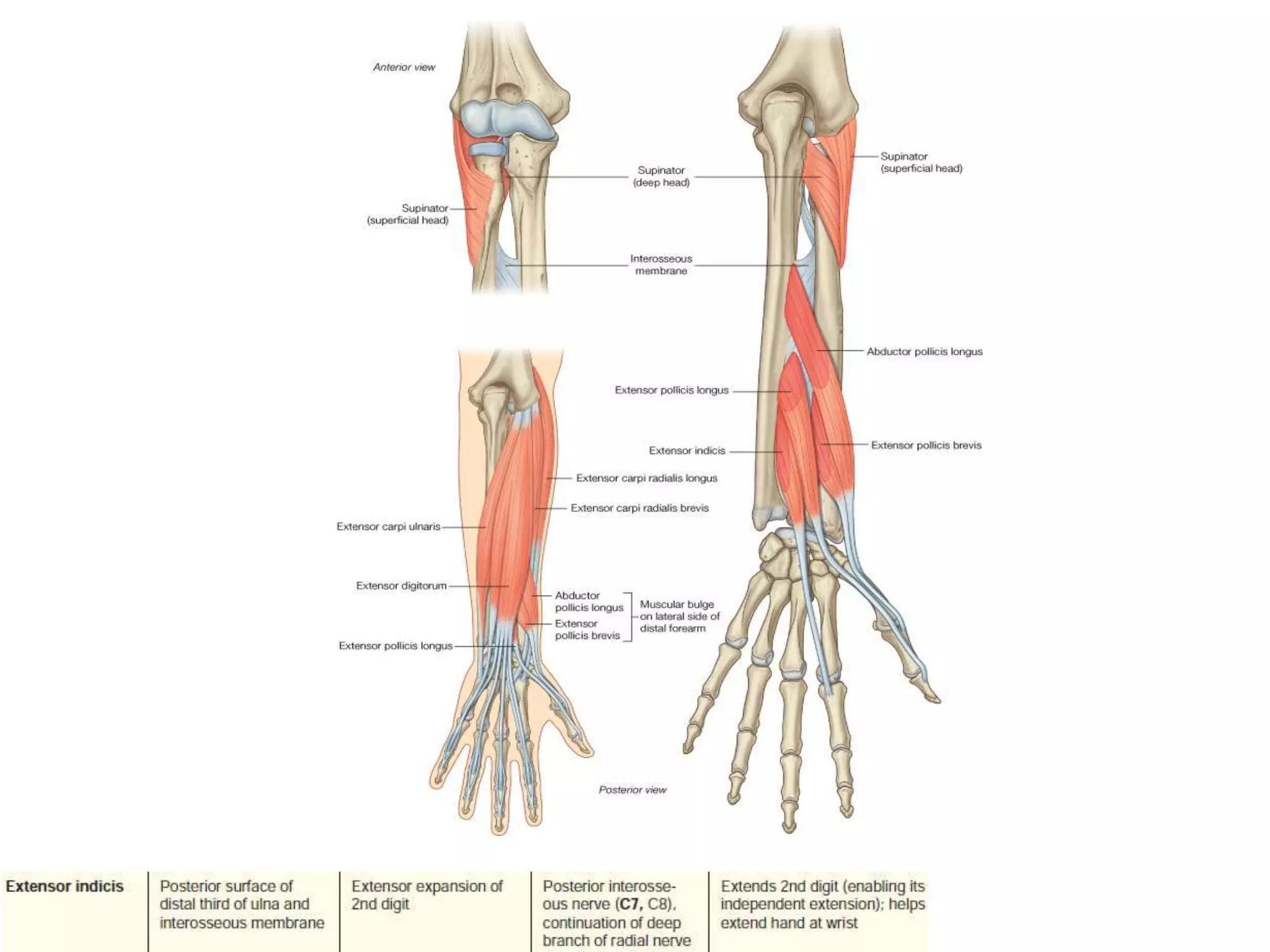 Extensor compartment of forearm (1).ppt