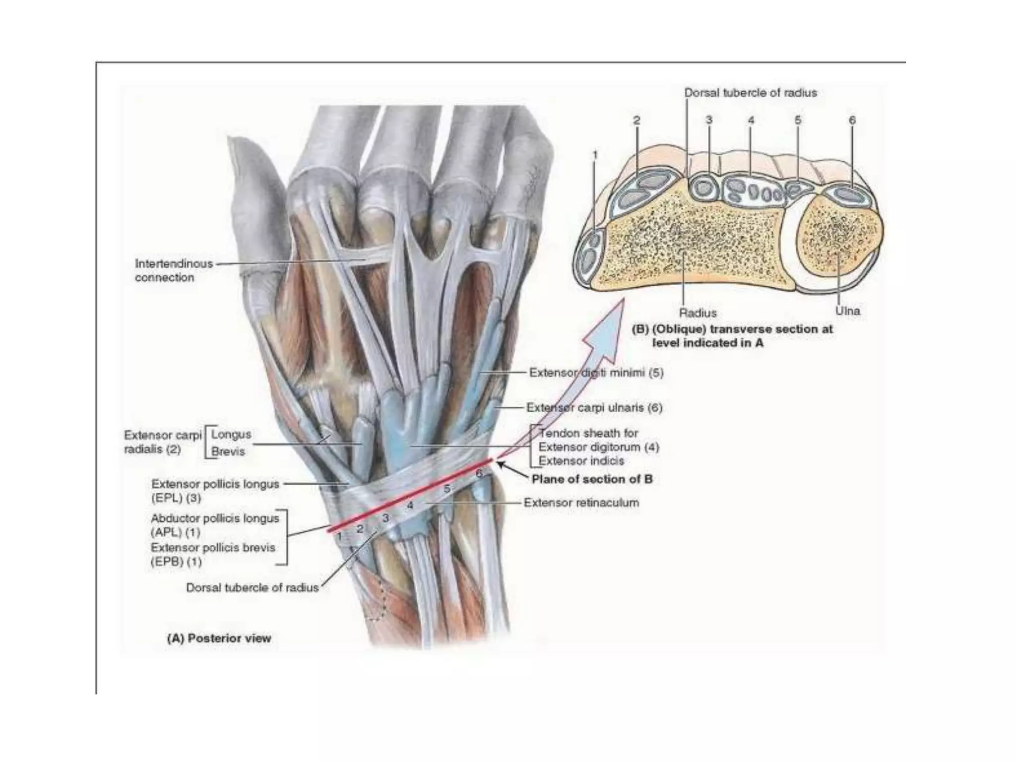 Extensor compartment of forearm (1).ppt