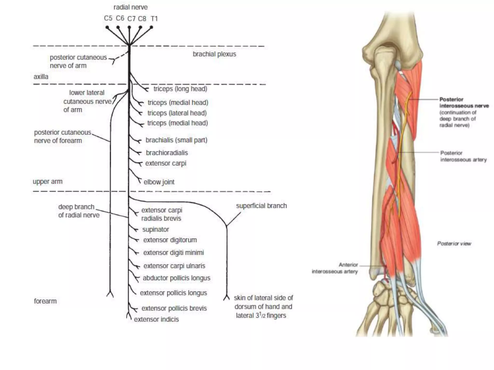 Extensor compartment of forearm (1).ppt