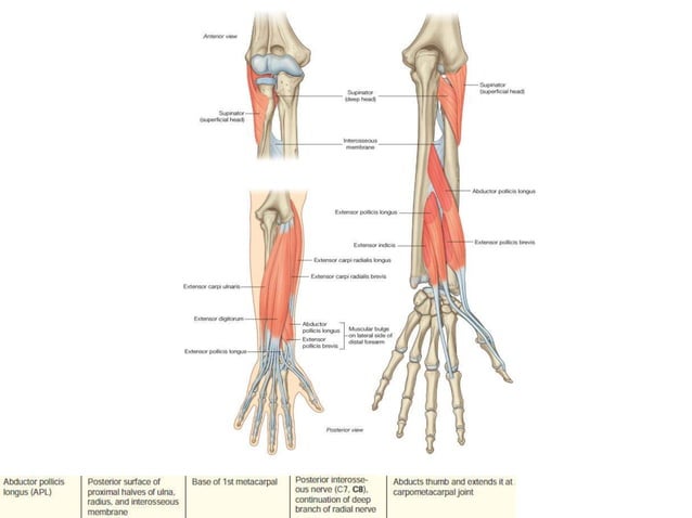 Extensor compartment of forearm (1).ppt