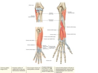 Extensor compartment of forearm (1).ppt