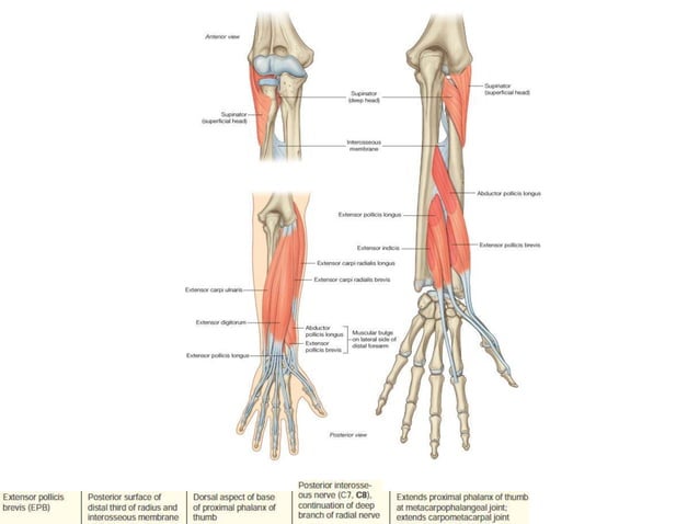 Extensor compartment of forearm (1).ppt