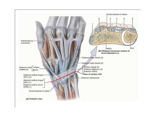 Extensor compartment of forearm (1).ppt