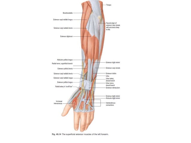 Extensor compartment of forearm (1).ppt