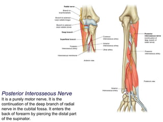 Extensor compartment of forearm (1).ppt