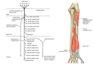 Extensor compartment of forearm (1).ppt