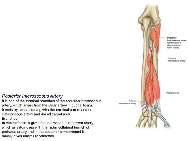 Extensor compartment of forearm (1).ppt