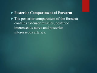Extensor compartment of forearm (1).ppt