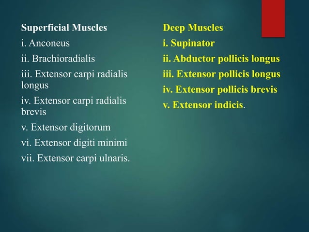 Extensor compartment of forearm (1).ppt