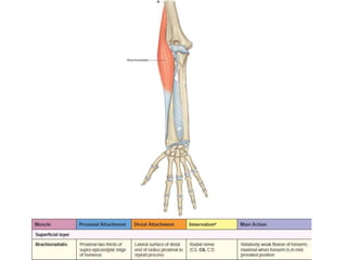 Extensor compartment of forearm (1).ppt