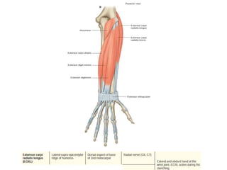 Extensor compartment of forearm (1).ppt
