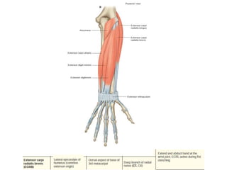 Extensor compartment of forearm (1).ppt