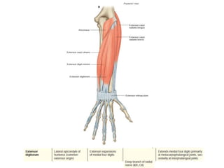Extensor compartment of forearm (1).ppt