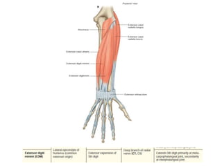Extensor compartment of forearm (1).ppt