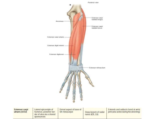 Extensor compartment of forearm (1).ppt