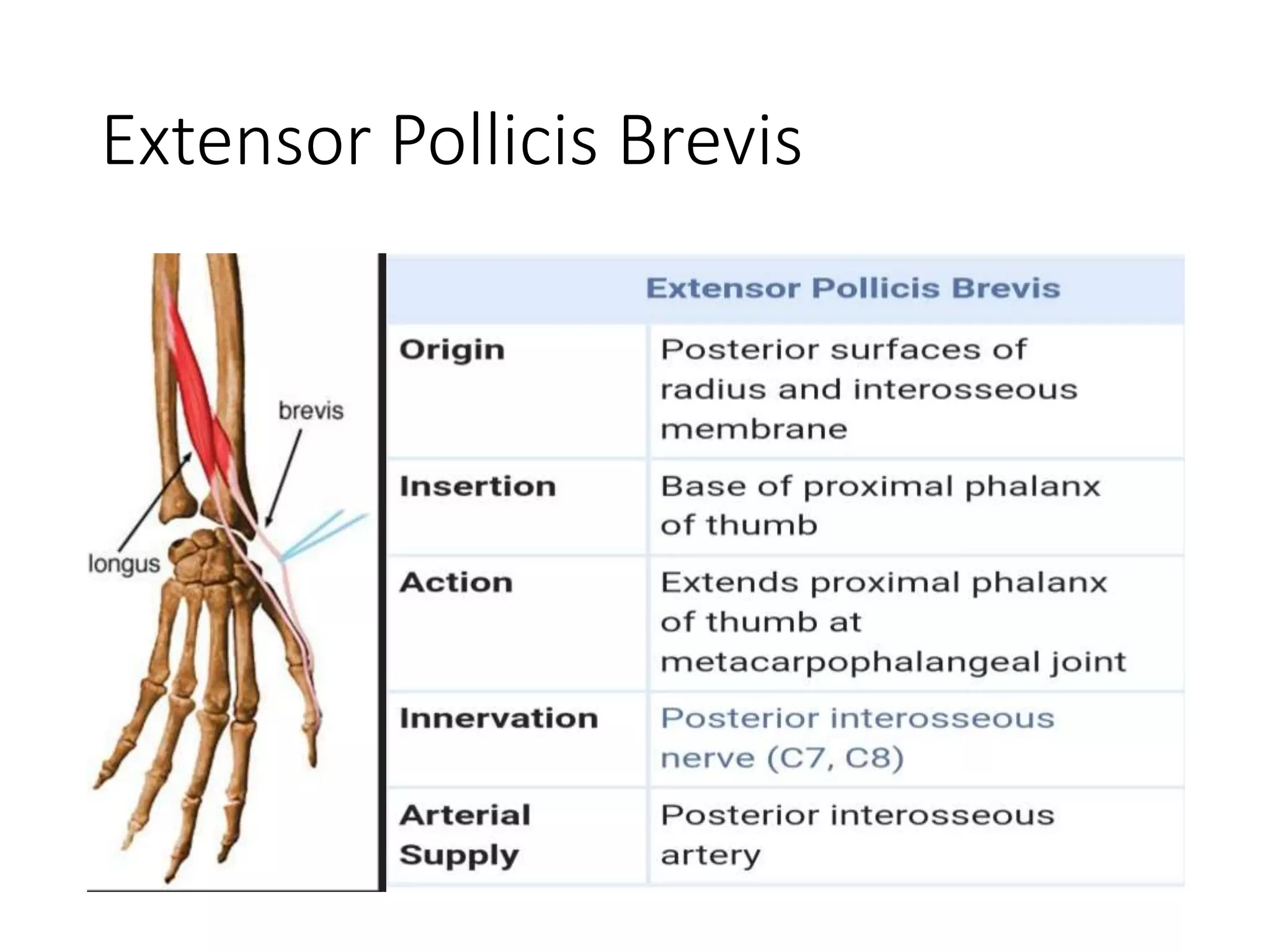 Extensor compartment of the hand..tesf.pptx