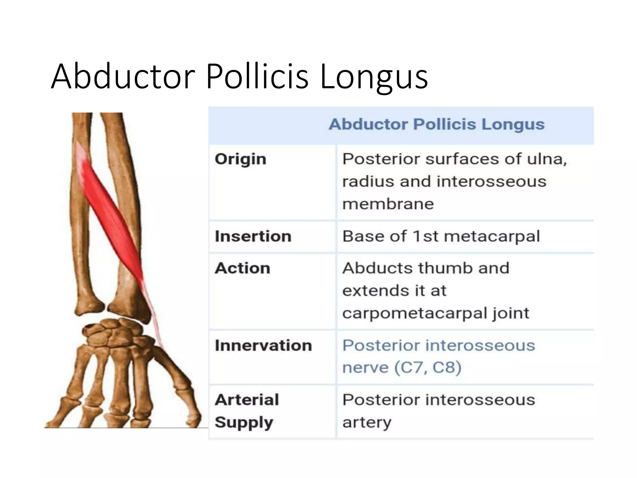 Extensor compartment of the hand..tesf.pptx