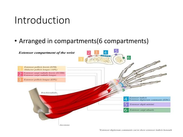 Extensor compartment of the hand..tesf.pptx